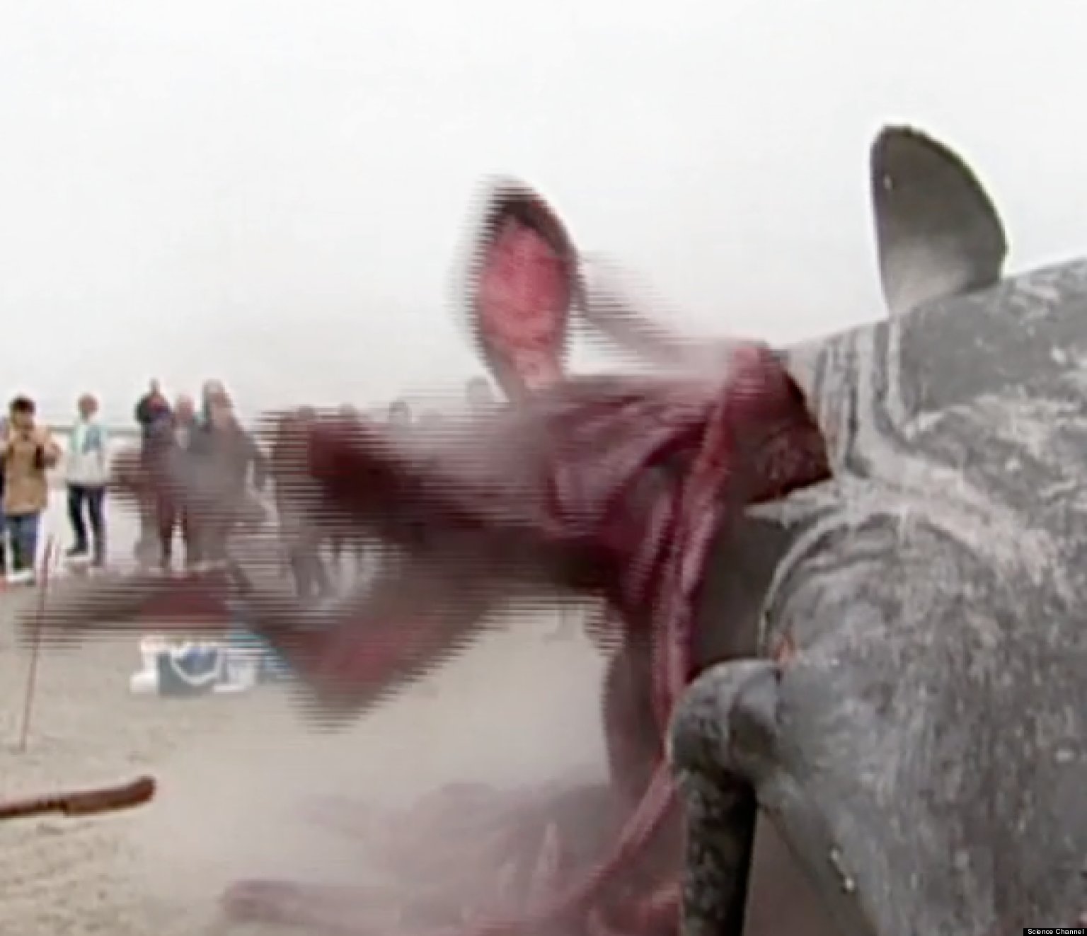 Dead Whale Explosion Explained On 'Outrageous Acts Of Science ...