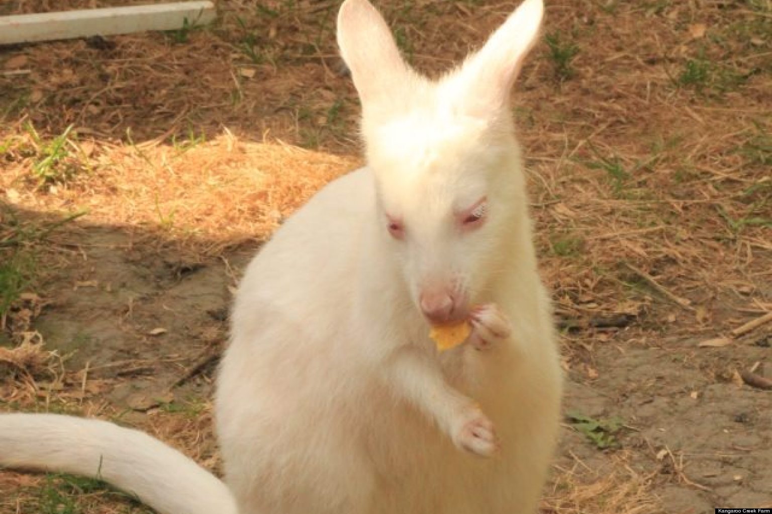 Kangaroos In Kelowna: BC Farm Boasts Animals From Down Under