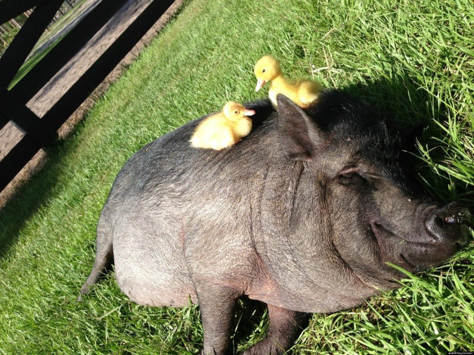 Ducks On 'Petunia The Pig' Spotted In Adorable Photo | HuffPost