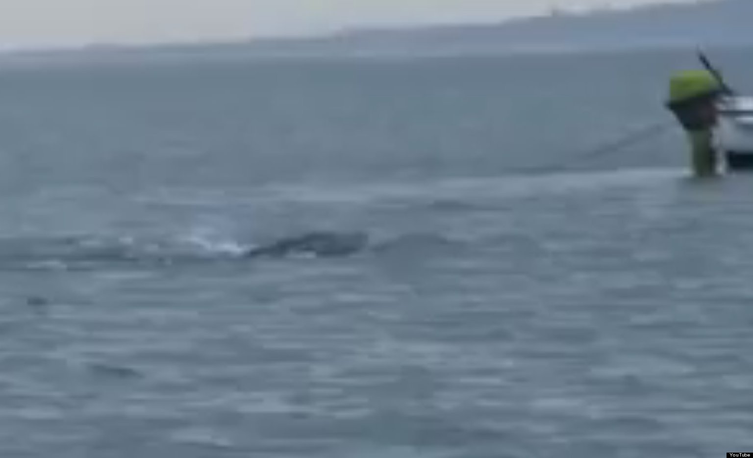 Lough Foyle 'Monster'? Creature Filmed In Ireland Could Be Country's ...