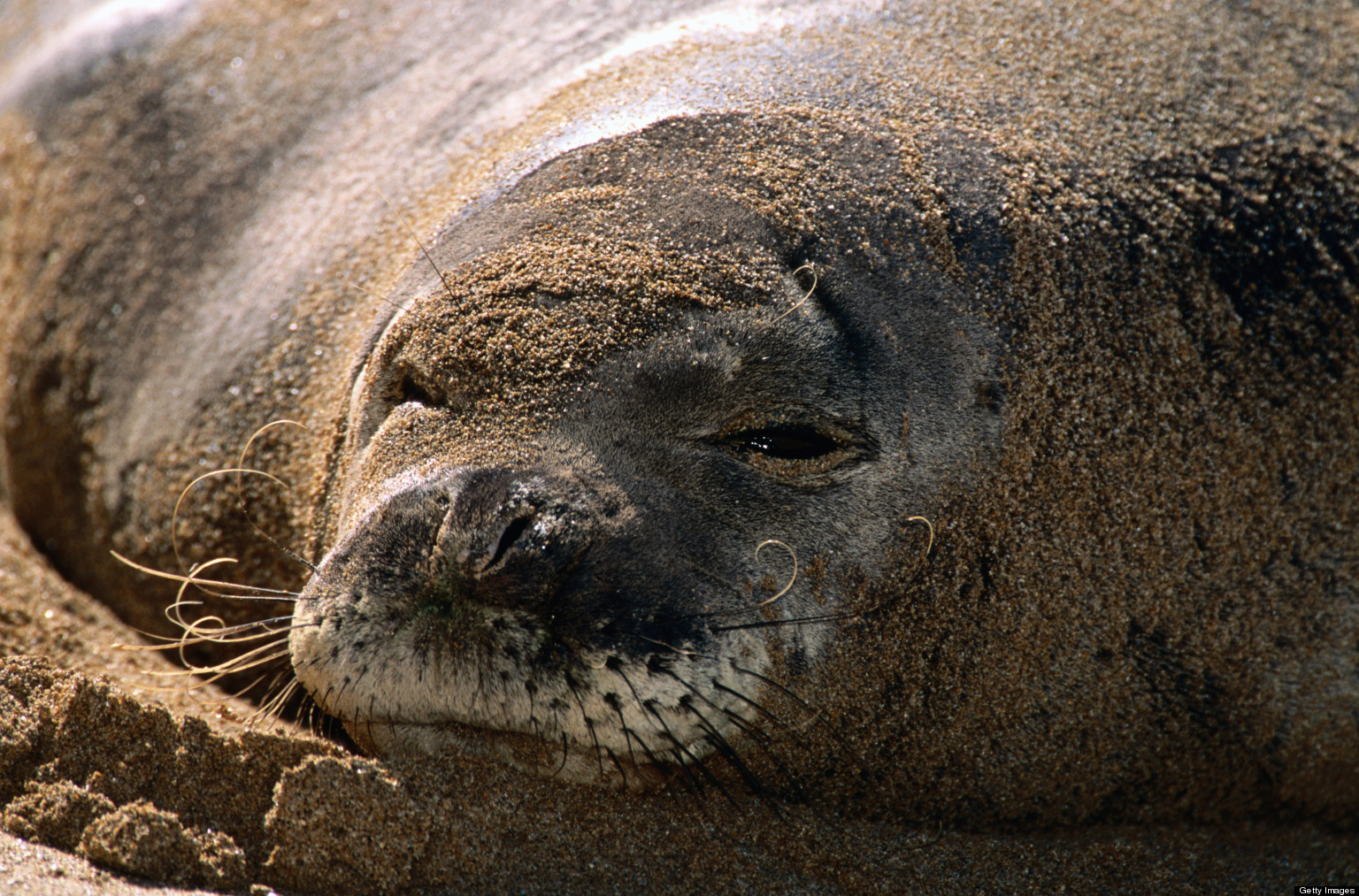 Who Would Kill A Monk Seal? | HuffPost