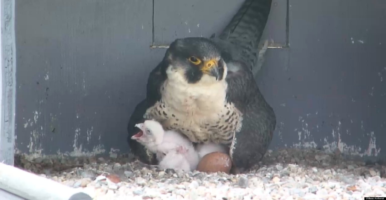Falcon Camera: UMass Amherst Hosts Live Feed Of Peregrine Nest (VIDEO ...