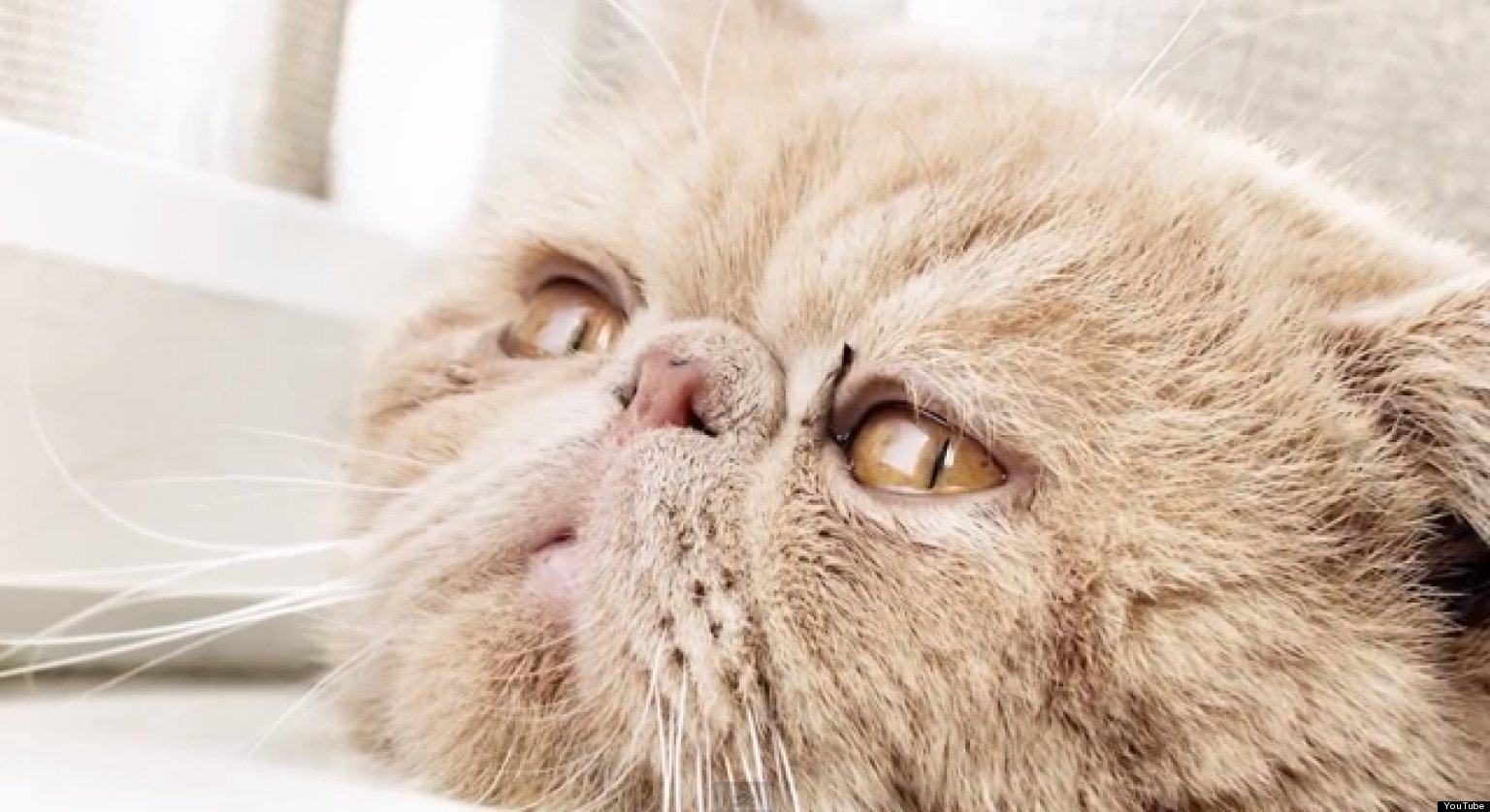 Sad Cat Diary Quotes