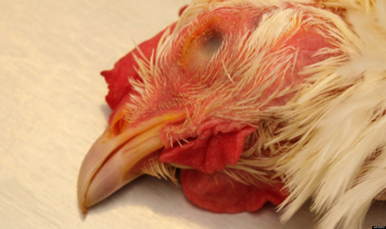 What You Need to Know About Canada's Chicken-Killing Performance Art ...