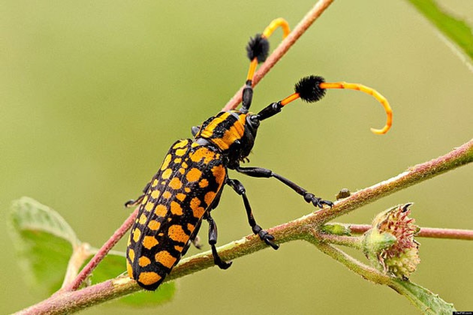 14 Adorable Beetles That Won’t Make You Scream In Terror | HuffPost