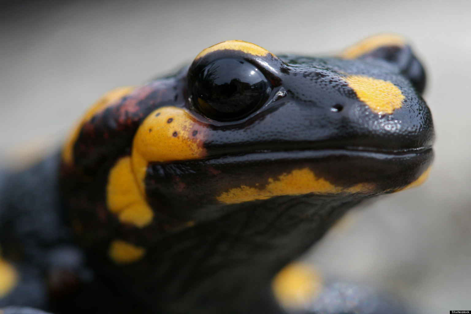 Amphibians, Salamander, Animals