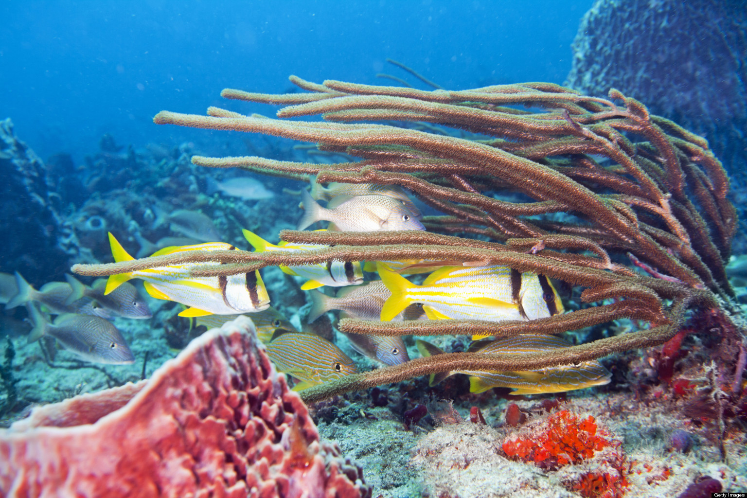 Florida Coral Reef Conservation Program Seeks Input Via Public Meetings ...