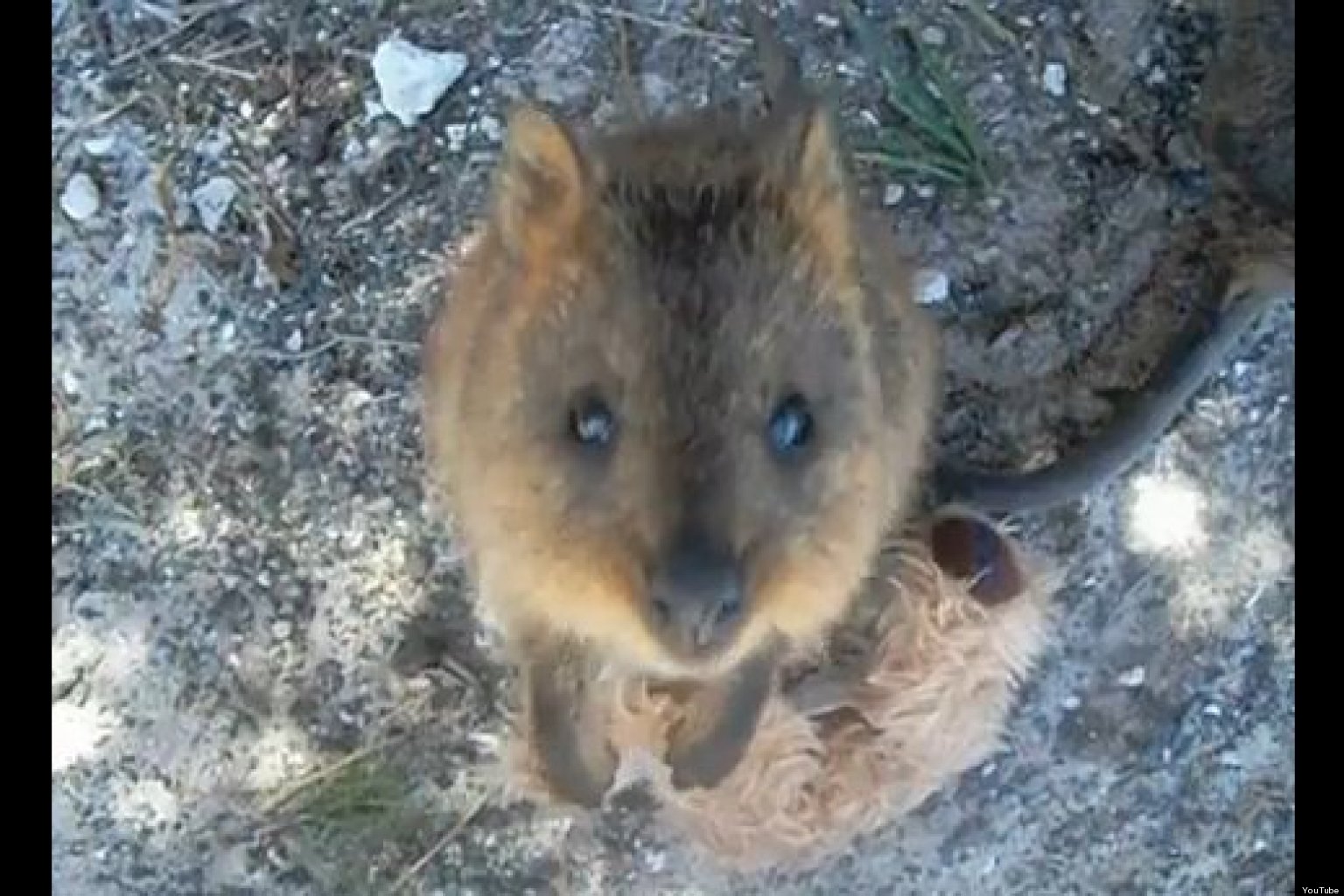Angry Quokka Jedi