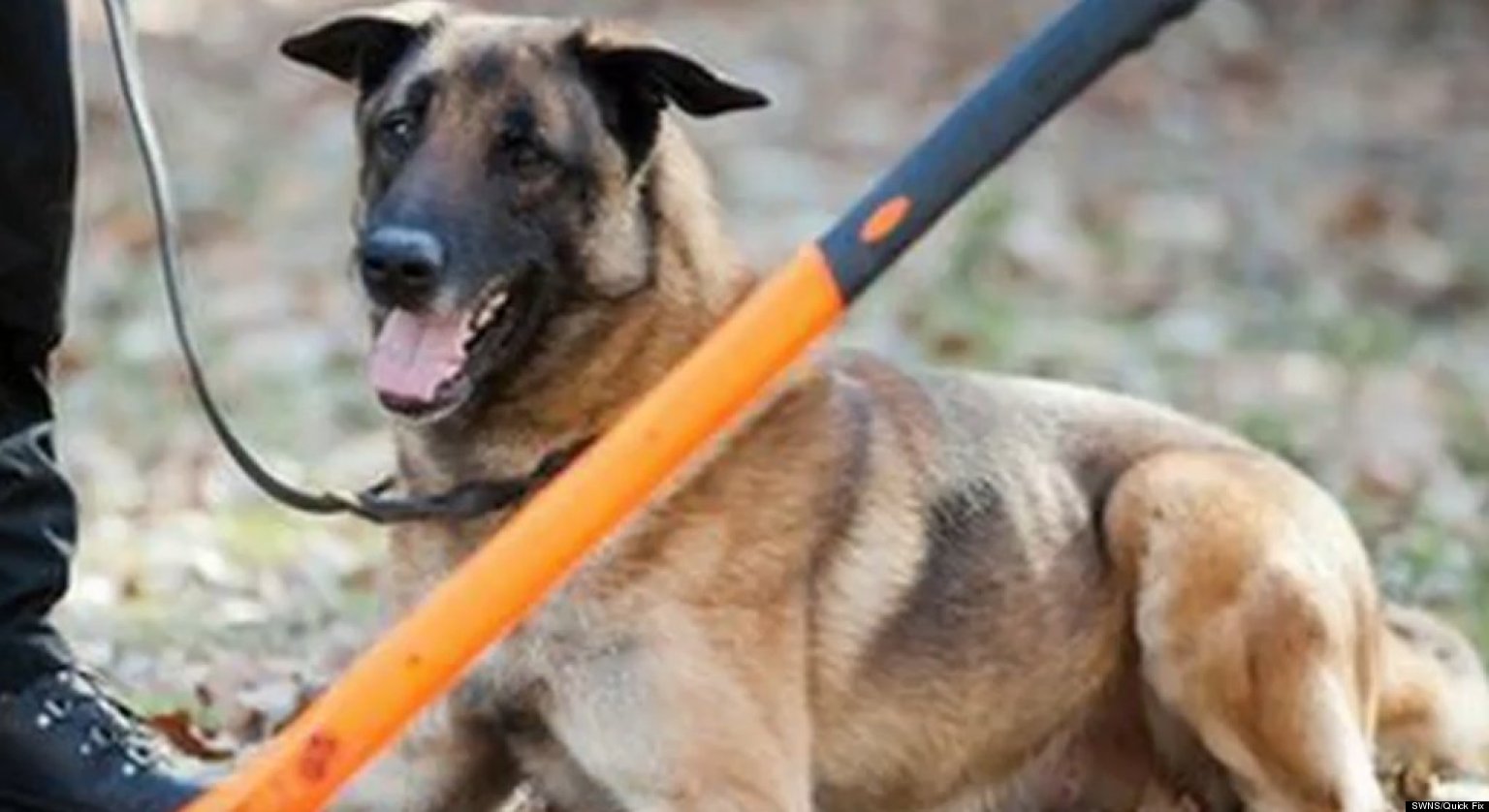 Rossi The Police Dog Hailed As A Hero For Grabbing Axe From Ax-Wielding ...