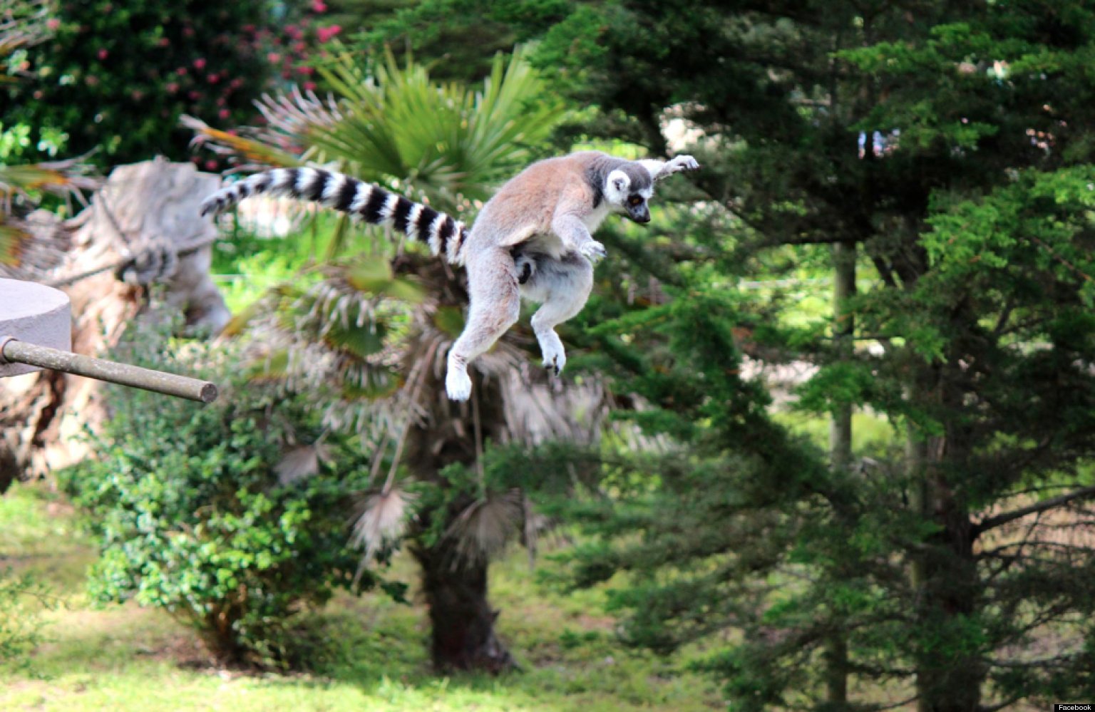 What Animals Live In San Francisco at Mary Eklund blog