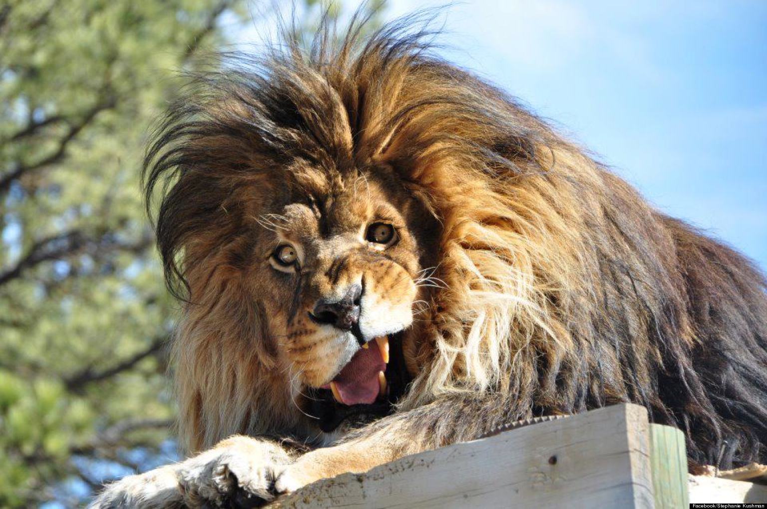 Hercules The Lion Strikes Goofy Pose For Wildlife Sanctuary Visitor ...