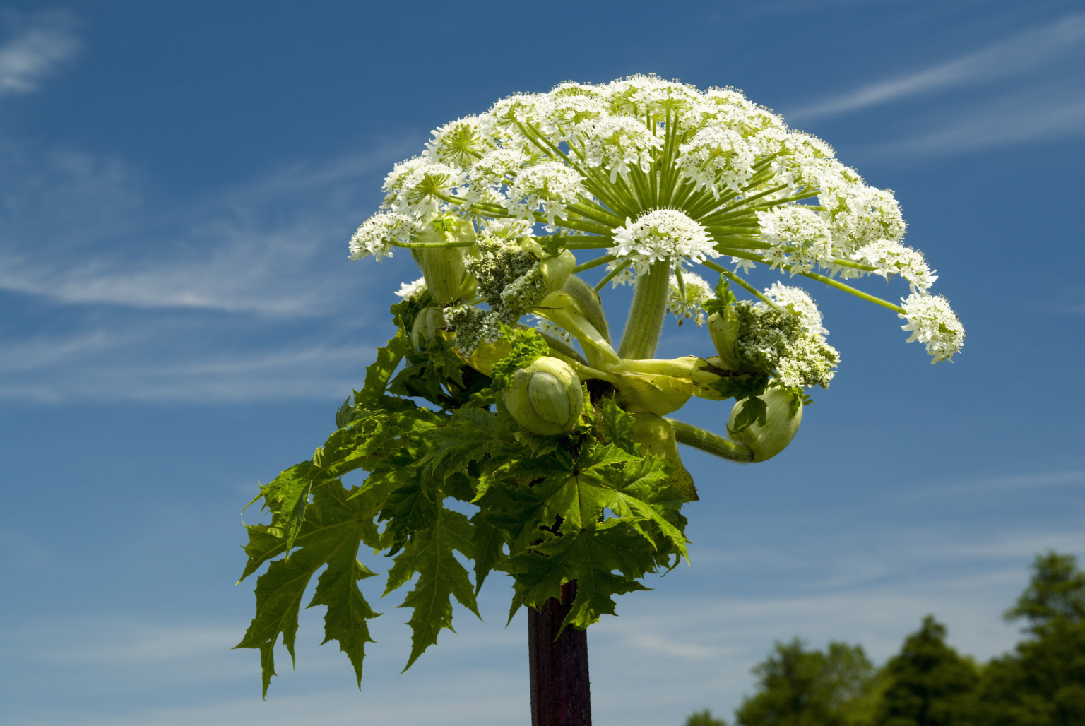 Hogweed Problem Doubles In B.C.'s Lower Mainland