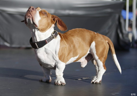 Los perros más "adorablemente feos".(FOTOS) - Forocoches