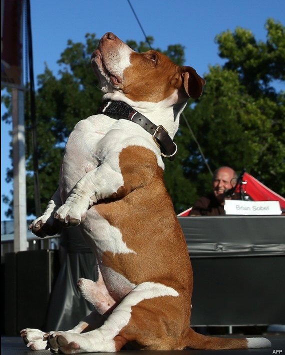 Los perros más "adorablemente feos".(FOTOS) - Forocoches