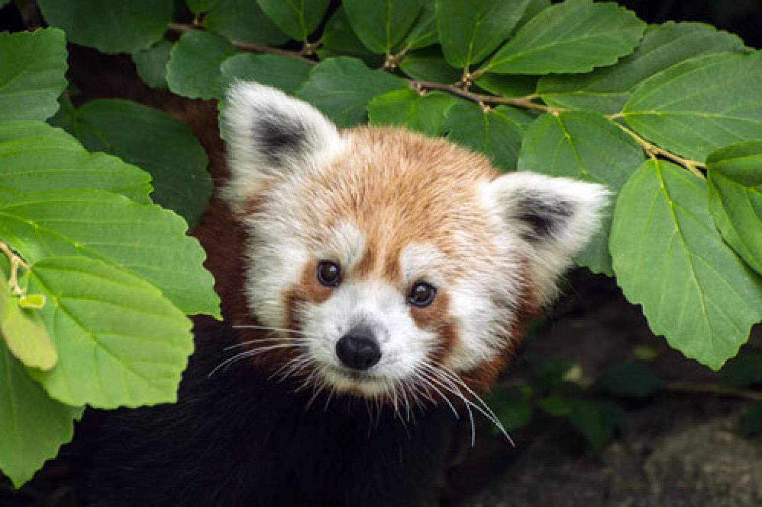 Red Panda Missing From National Zoo, Last Seen Sunday Night (FOUND ...