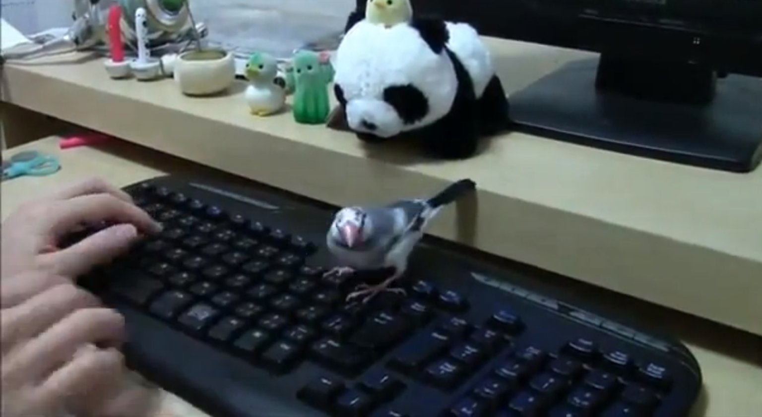 How To Make A Bird With Keyboard Symbols at Joan Byrd blog