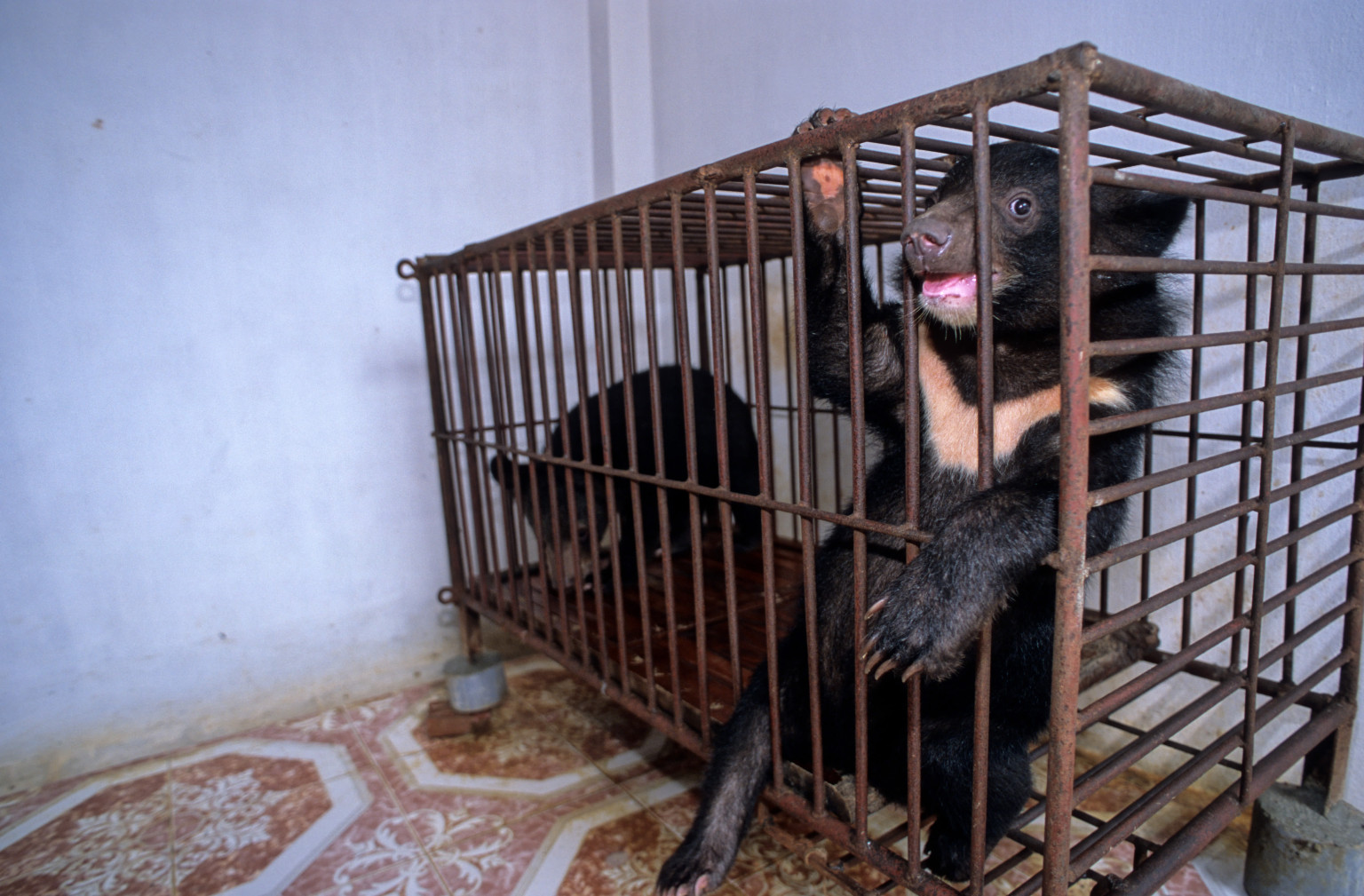 Bear Bile Farming