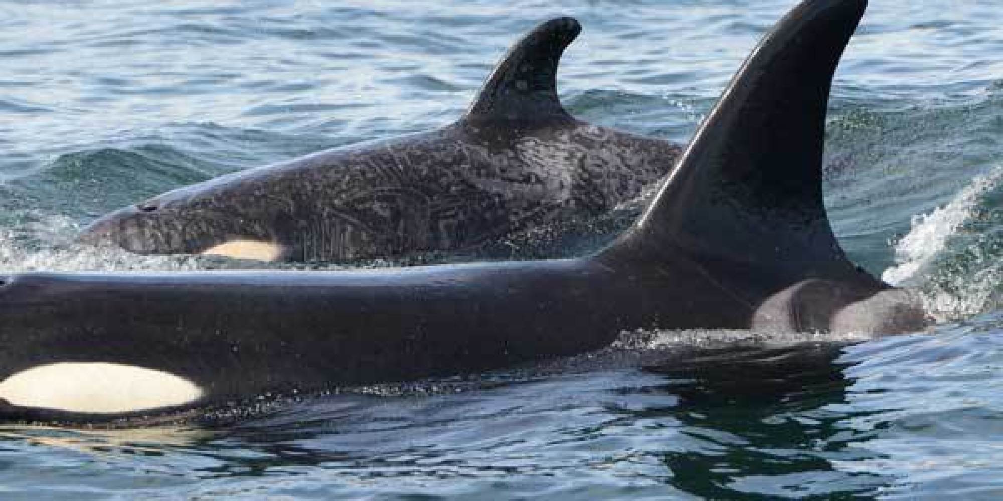 Springer (killer whale) - Alchetron, the free social encyclopedia