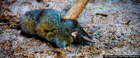 New Shrew Species, Thor's Hero Shrew, Has Super-Strong Backbone Of ...