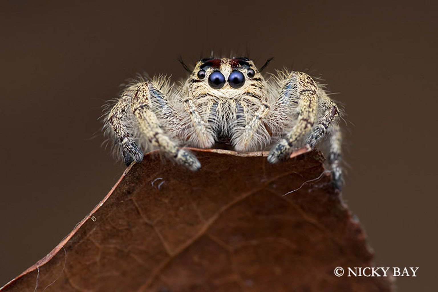 PHOTOS. Araignées: les spécimens les plus impressionnants et les plus ...