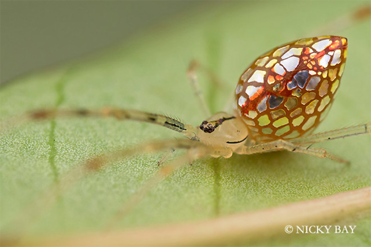 Spider Photos By Nicky Bay Showcase the Bugs' Terrifying Beauty | HuffPost