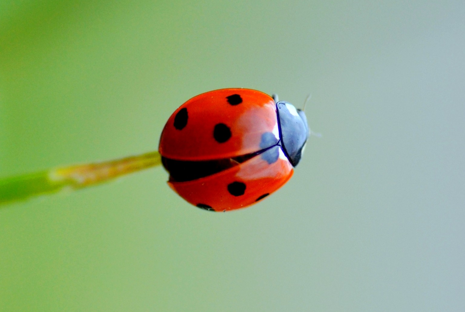 Revealed: A Book The Size Of A Ladybug