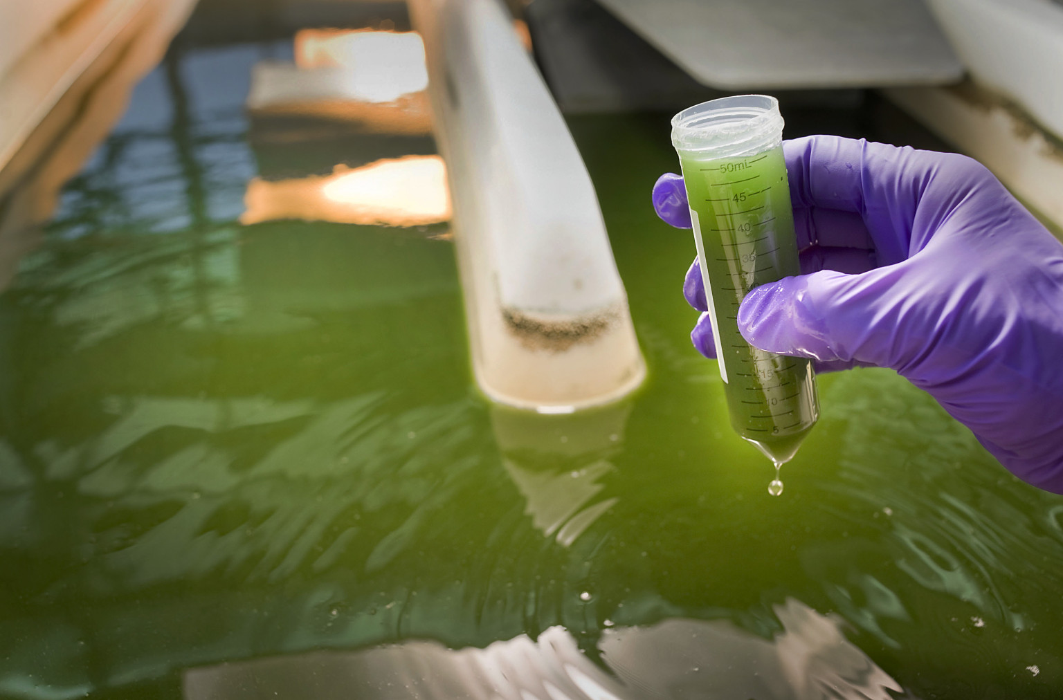 Algae Biofuel Project In Europe Moves Ahead With First Biomass Crop At ...