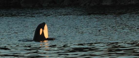 Trapped Orca Rescued Off B.C. Coast (PHOTOS)