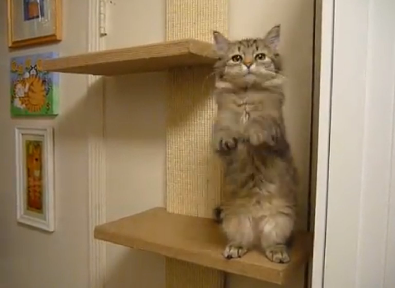Adorable Cat Waves At Camera, Makes Our Day (VIDEO)