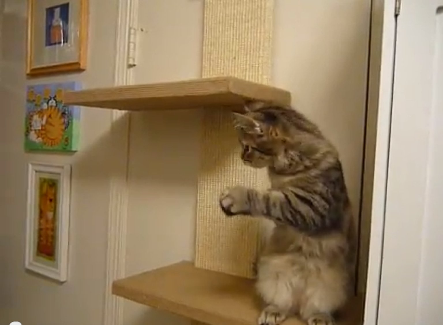 Elektra The Cat Waves Paws At The Camera Adorably (VIDEO) | HuffPost