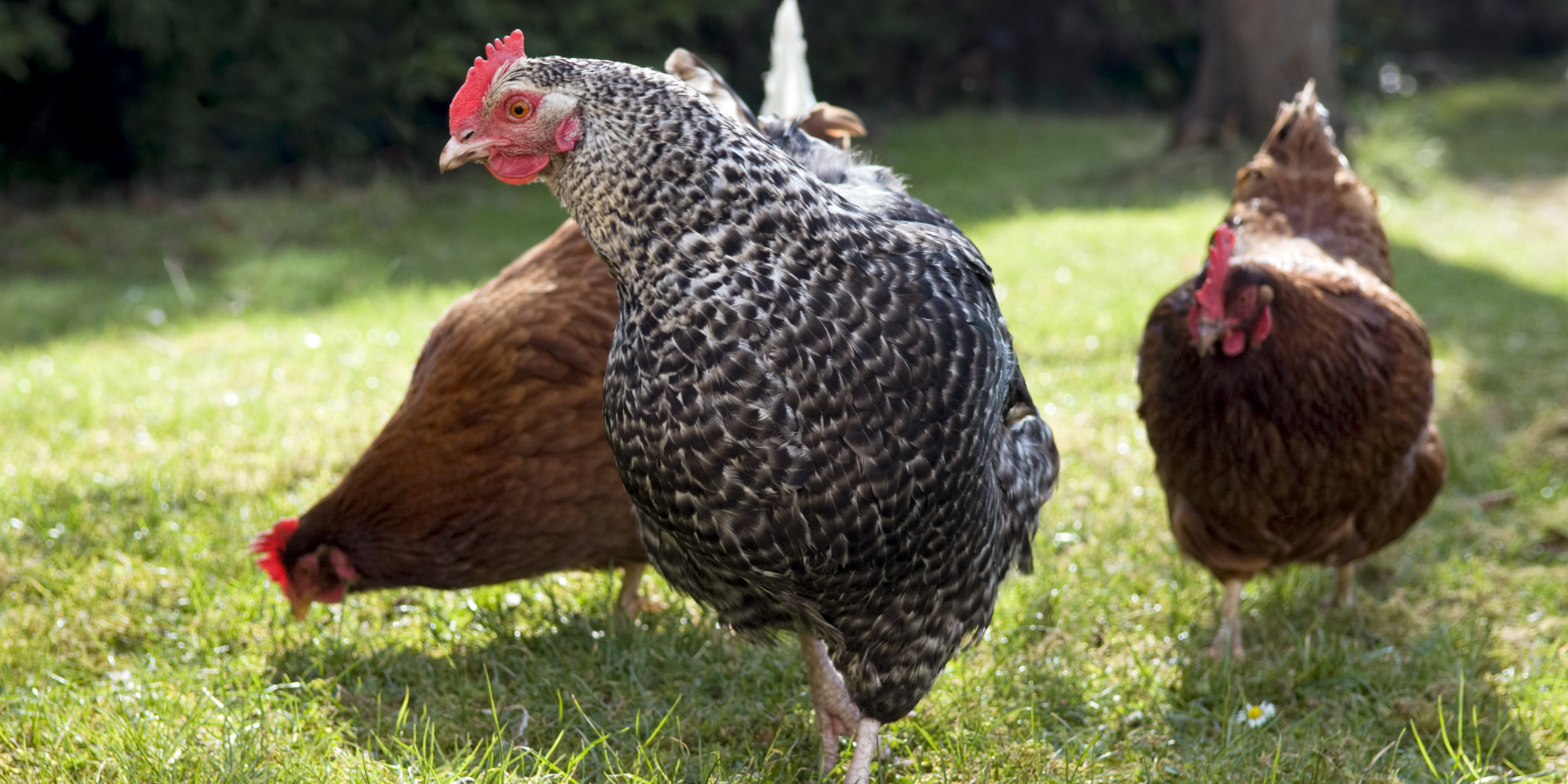 Chicken Rental Service Lets Would-Be Locavores Test Out Poultry ...