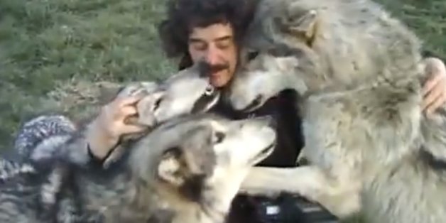 Wolves 'Attack' Photographer ... But Don't Worry, It's Adorable (VIDEO)