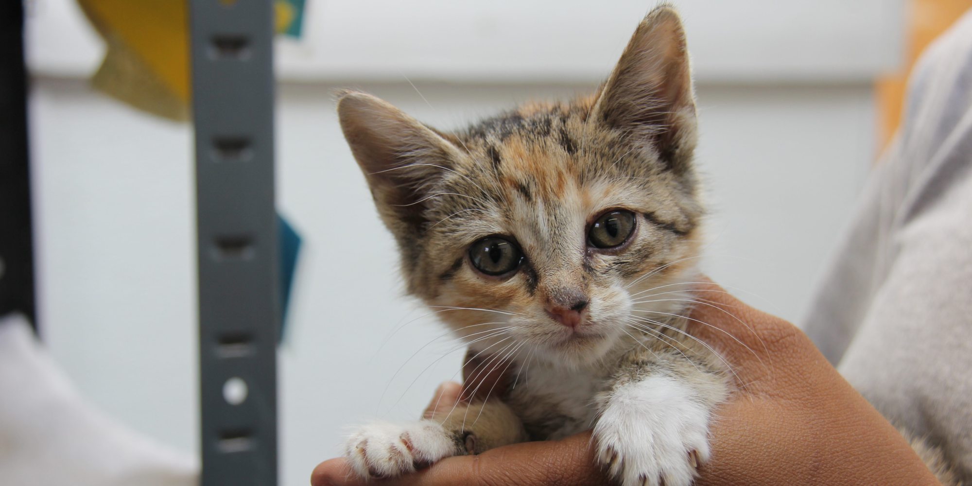 Kittens Border 5 Metres