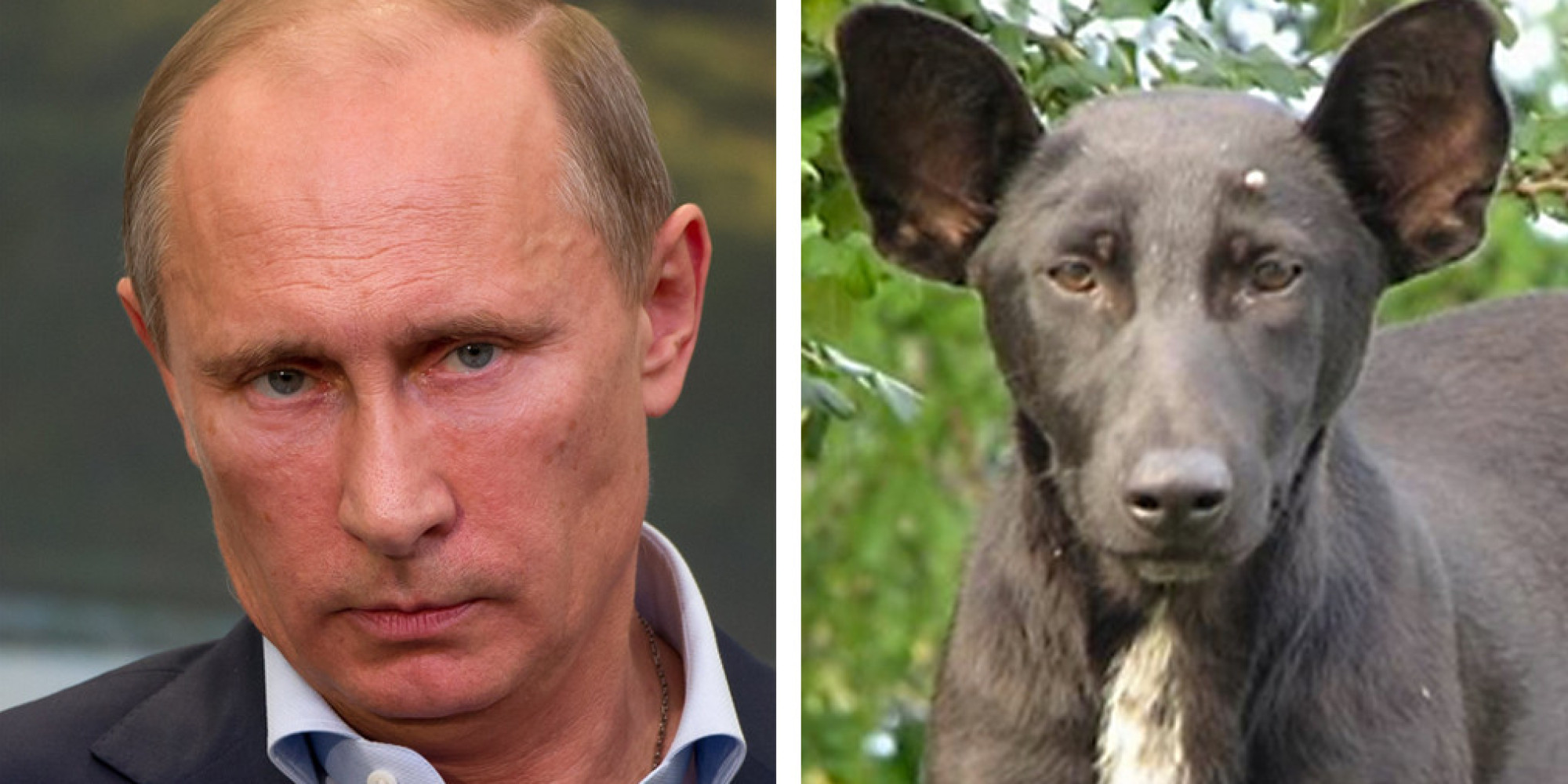 Vladimir Putin Has A Canine Doppelgänger