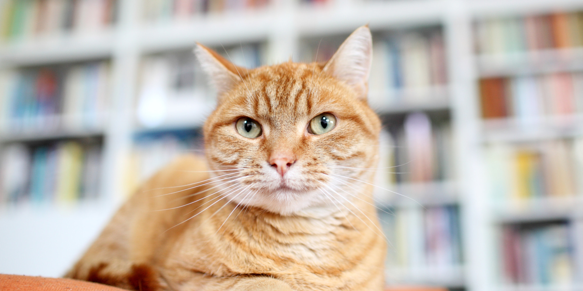 10 Cats Who Live At The Library | HuffPost