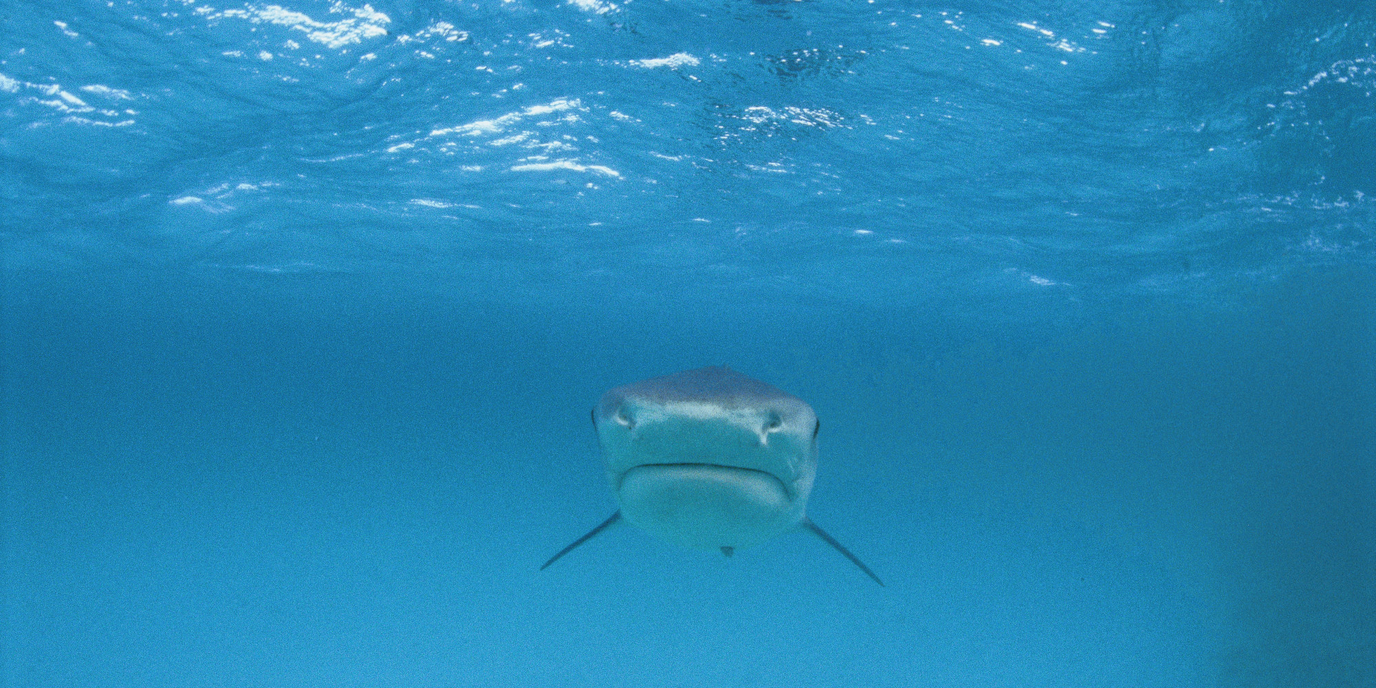 Tiger Shark Maui