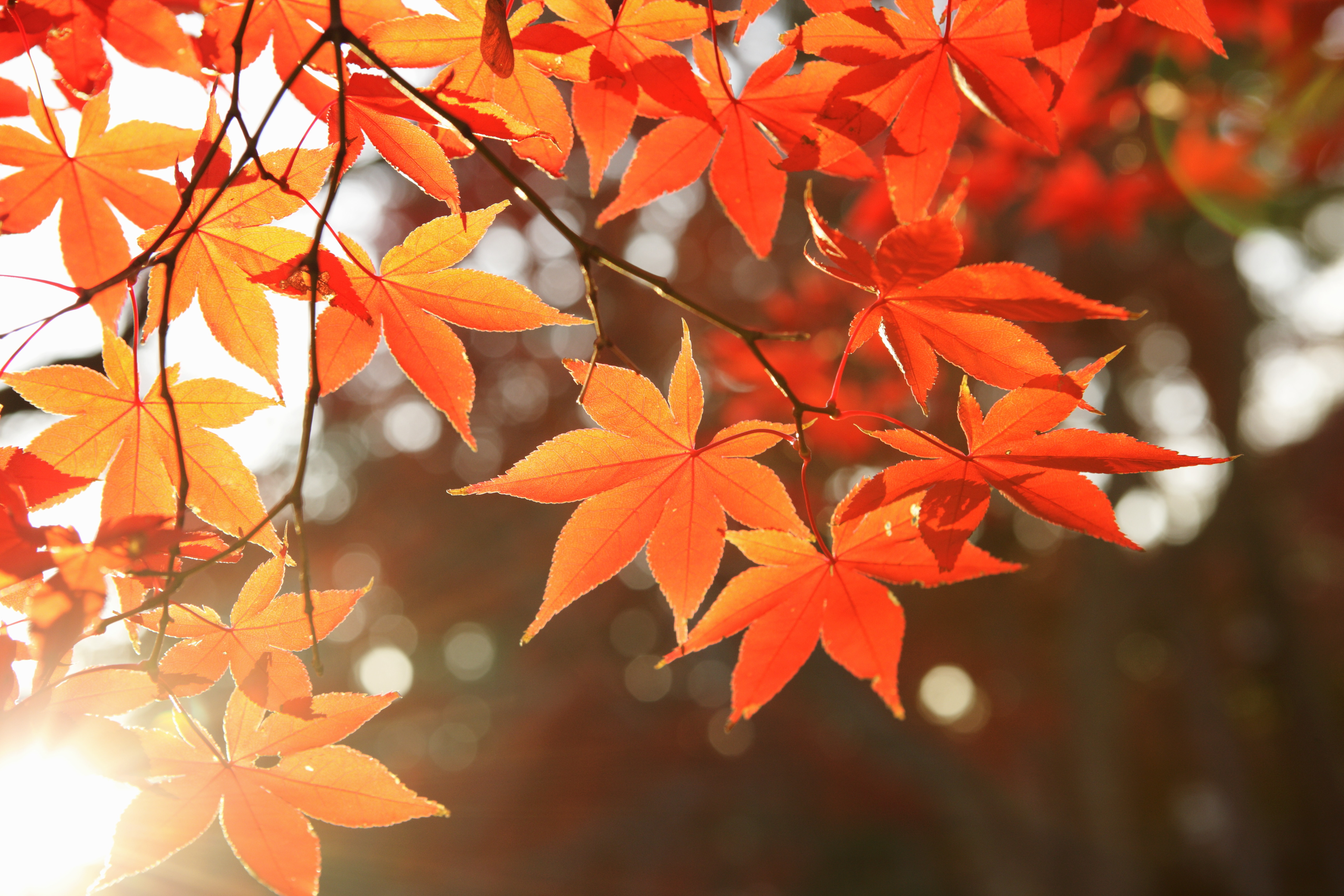 Fall Toxins That Are Poisonous To Pets Common Poison Control 