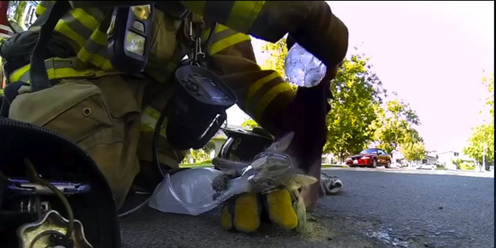 Firefighter Rescues A Kitten From A Burning House, Catches It All On A ...