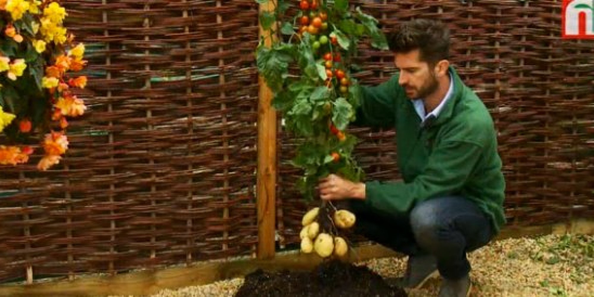 TomTato, Tomato-Potato Plant, Now Available (VIDEO) | HuffPost
