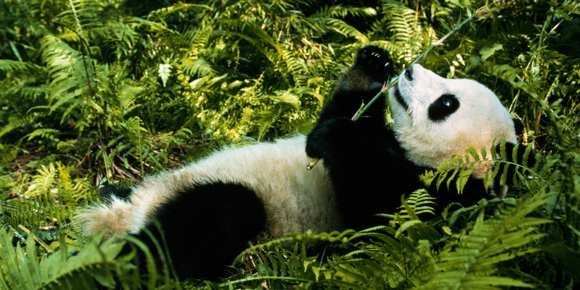 Where To Get Your Panda Fix, Since The National Zoo's Pandas Have Been ...