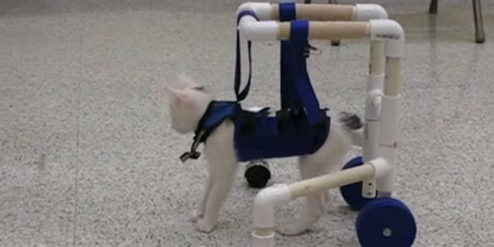 Disabled Kitten Uses Walker to Take First Steps | The Pet Collective