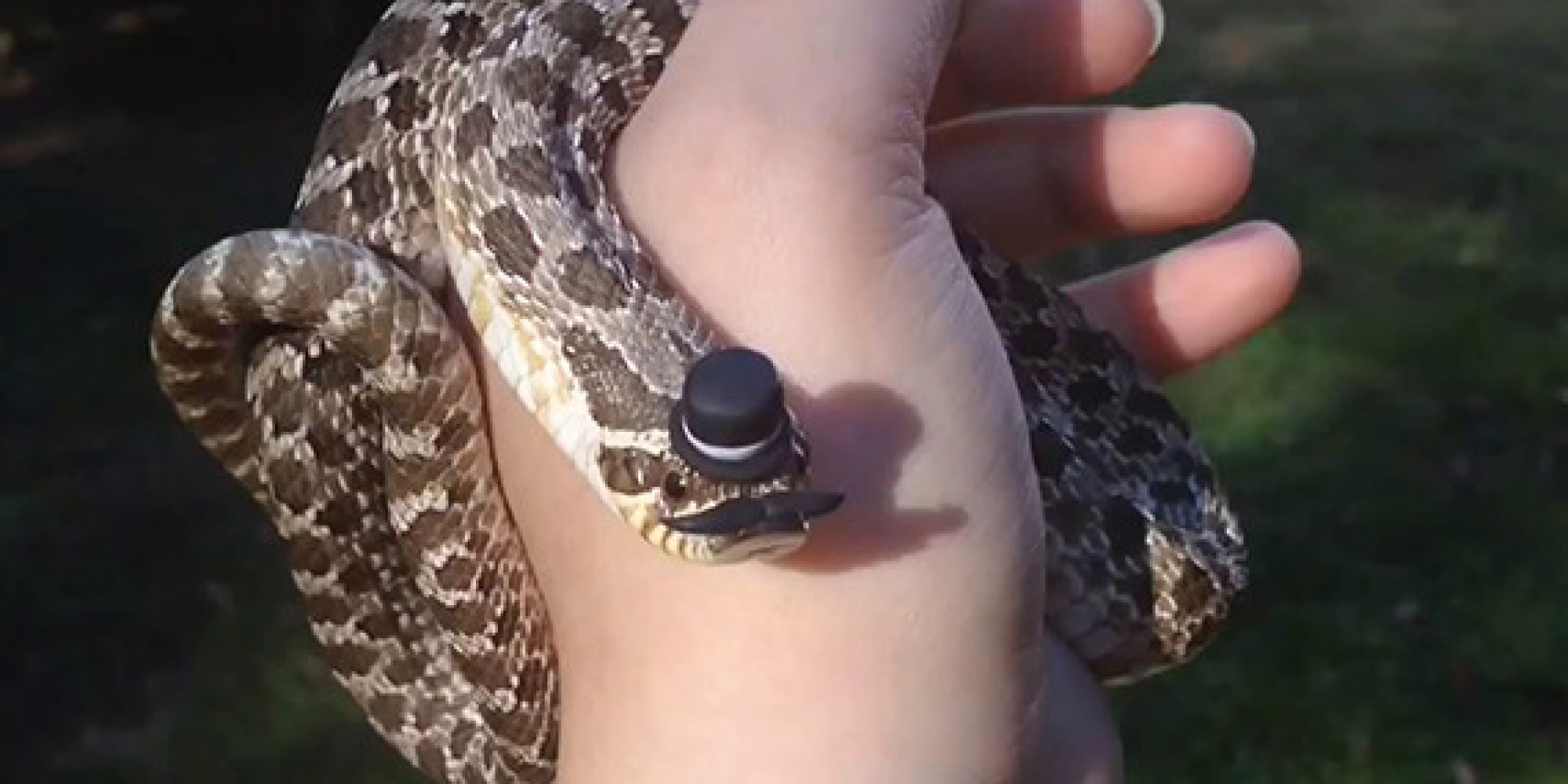 Fancypants Hognose Snakes In Mustaches And Top Hats (VIDEO) | HuffPost