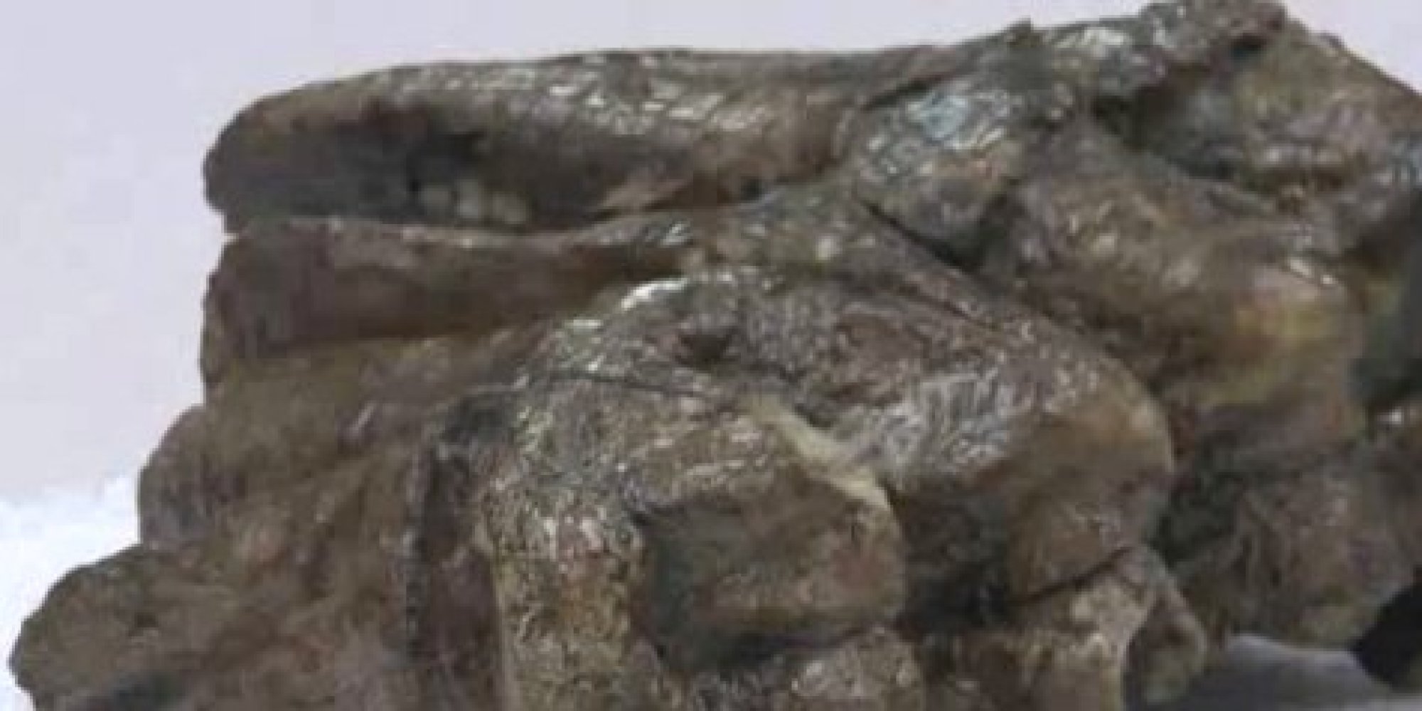 Mastodon Tooth Found Among Donations To Michigan Charity (VIDEO) | HuffPost