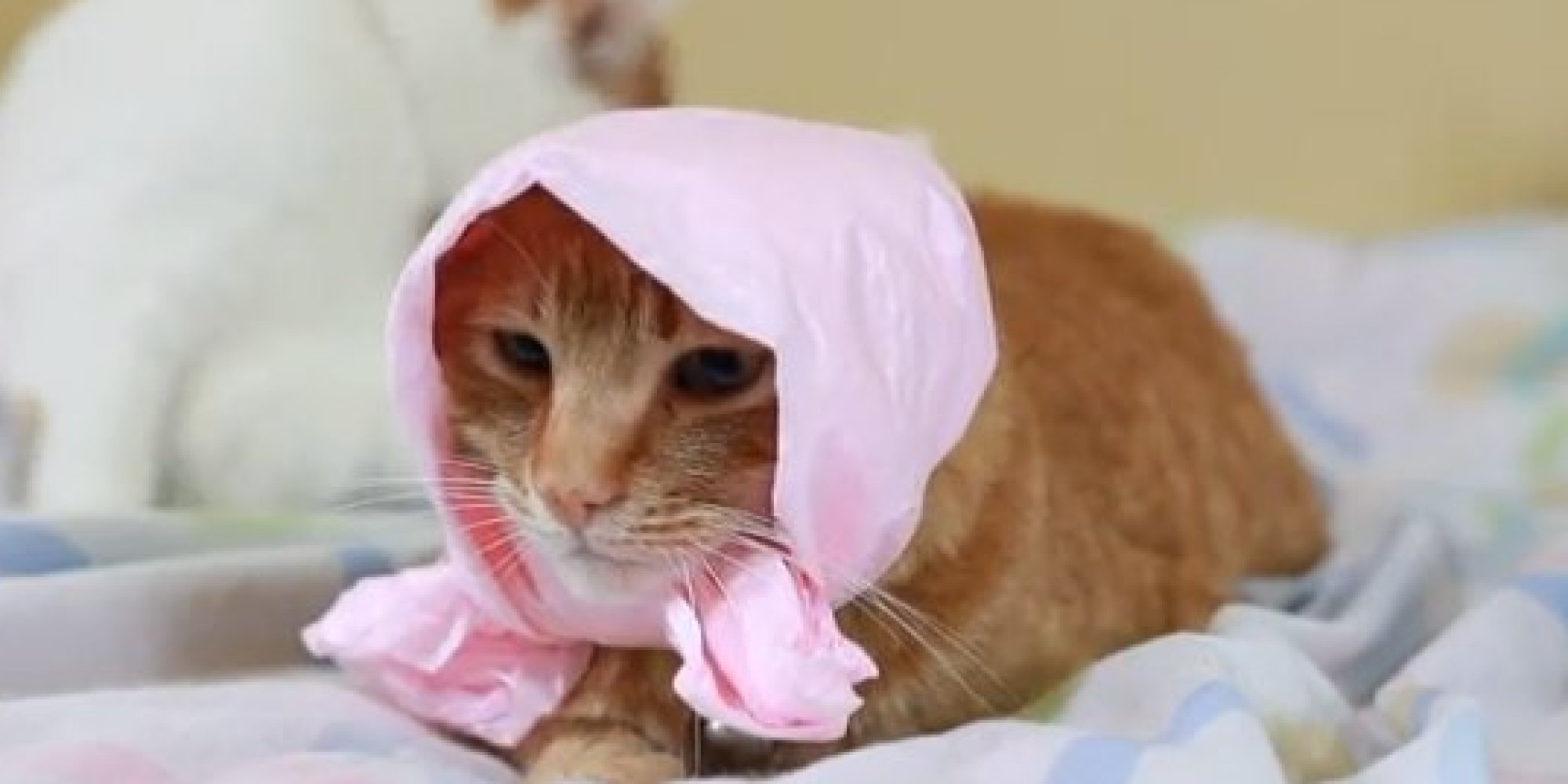 This Cat's Feelings About Wearing A Bonnet Are Complex