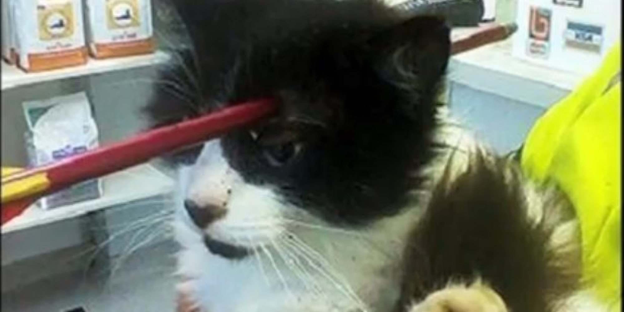 Moo Moo The Cat Survives Getting Shot With Arrow (PHOTOS) | HuffPost