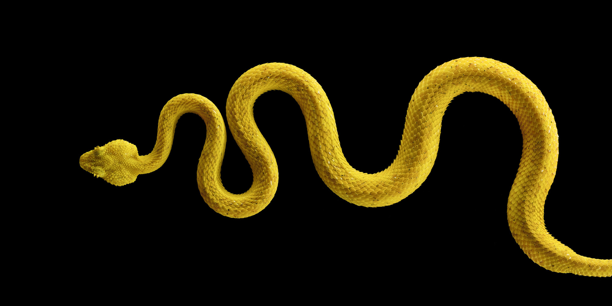 Snakes Fueled Evolution Of Primate Brains, Monkey Study Suggests | HuffPost