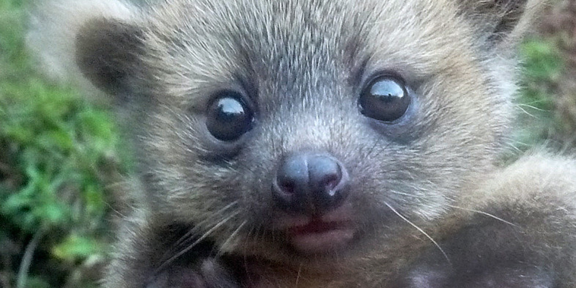 Baby Olinguito Photo Redefines 'Cute' With Half House Cat, Half Teddy ...