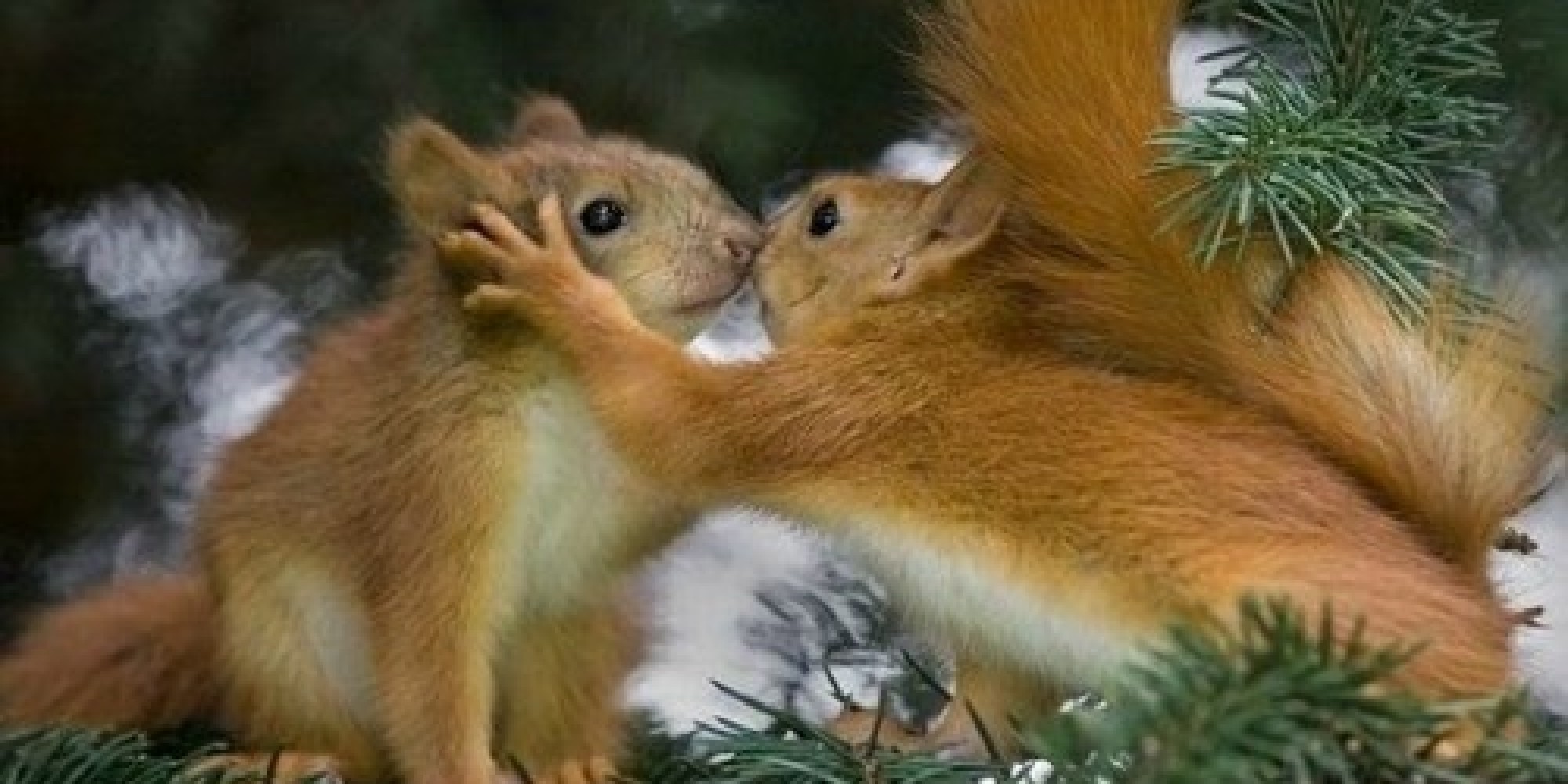 The 10 Most Romantic Animals Of All Time (PHOTOS)