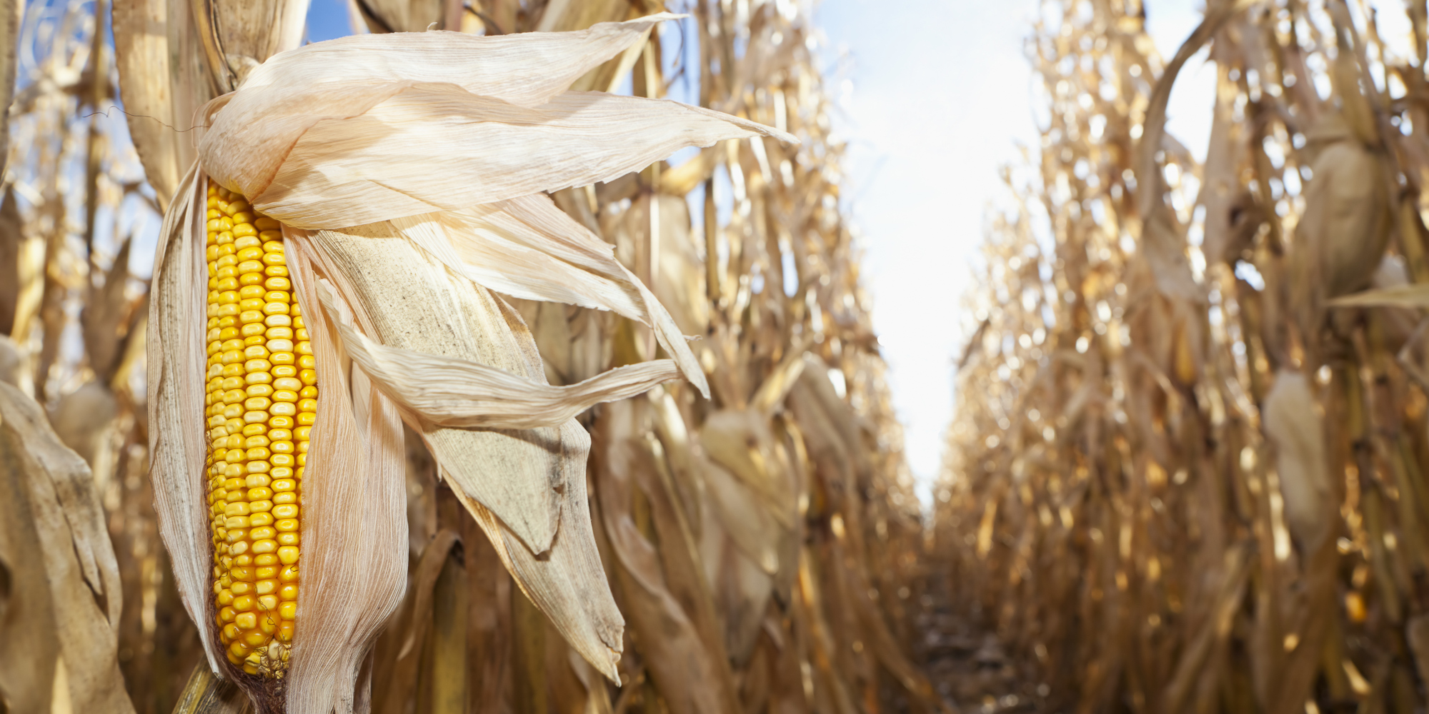 You Need to Know: The Facts and Debate About GMOs | HuffPost
