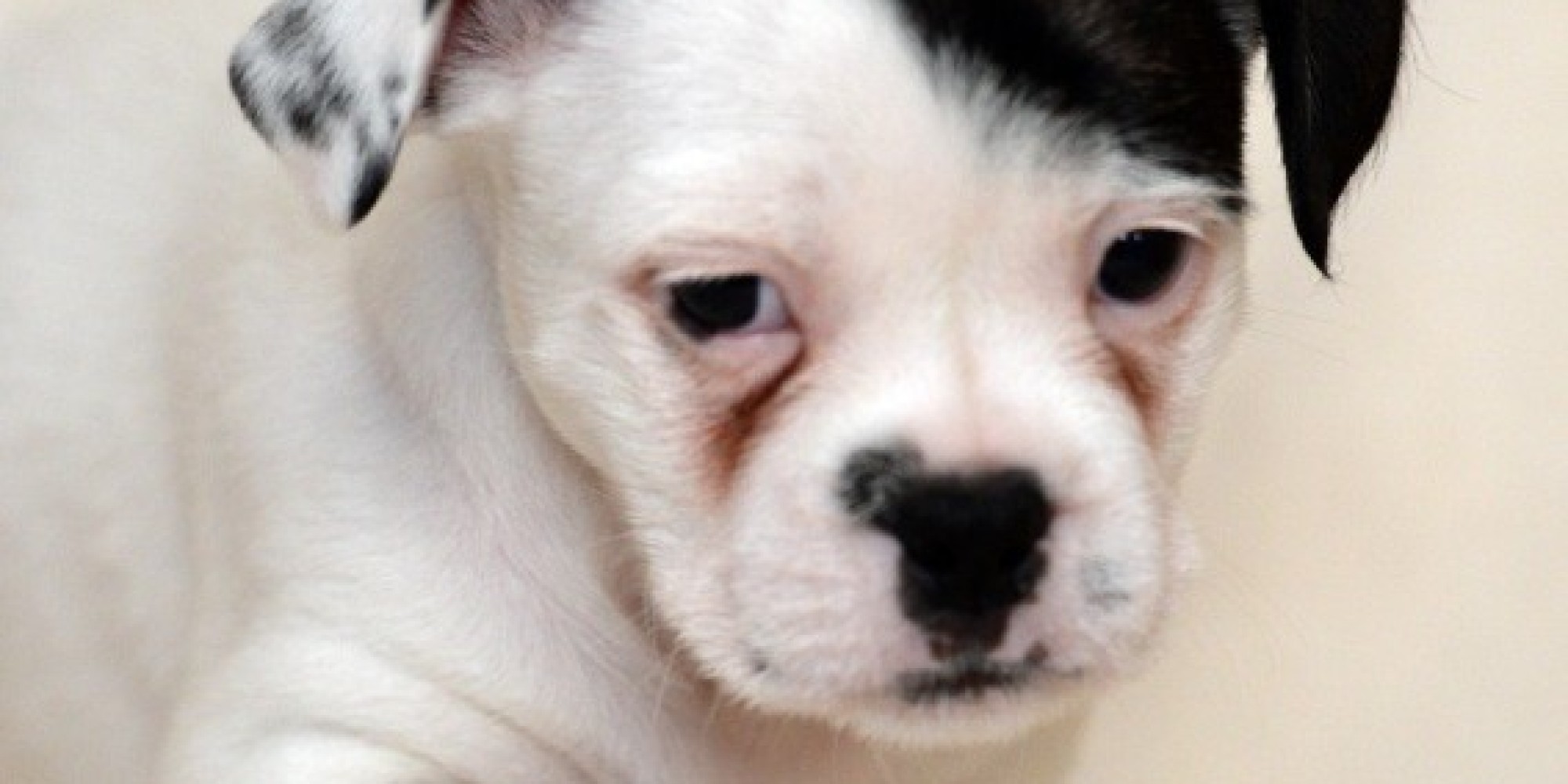'Hitler' Puppy Named Patch Looks Just Like The Nazi Leader (PICTURES)